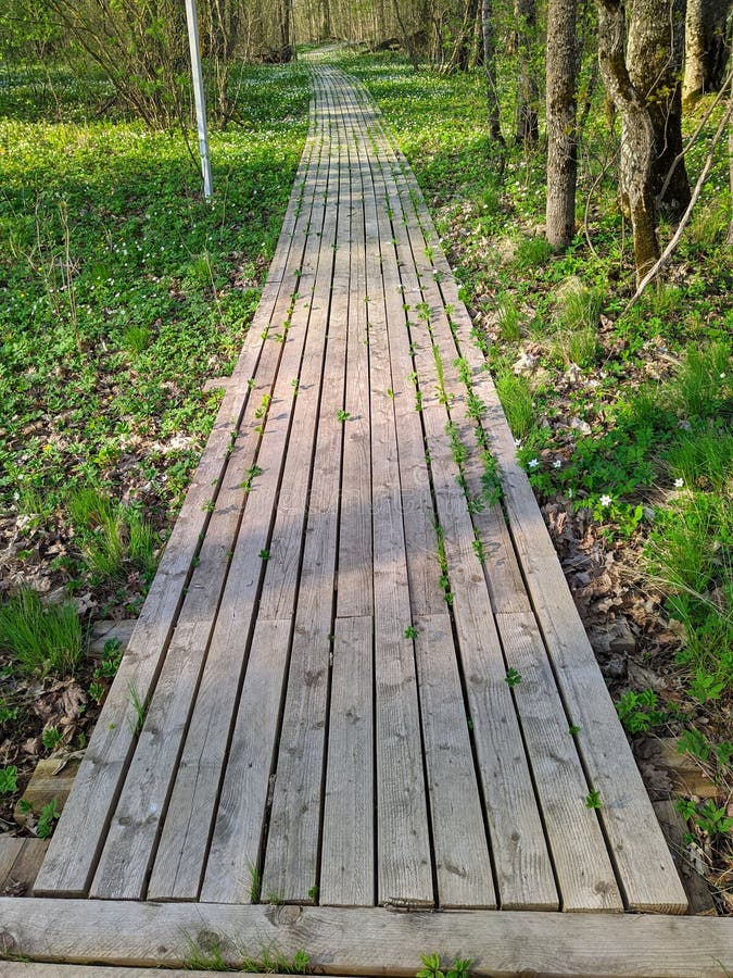 Wooden Trail in the Forest at Daytime in Spring Stock Photo - Image of ...