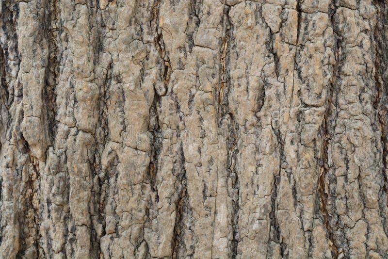 Wooden tree background stock image. Image of woodbackground - 67395825