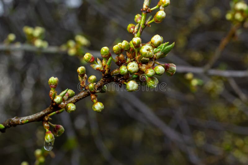 Wooden Tree Branches with New Flower Buds in the End with Rain Drops ...