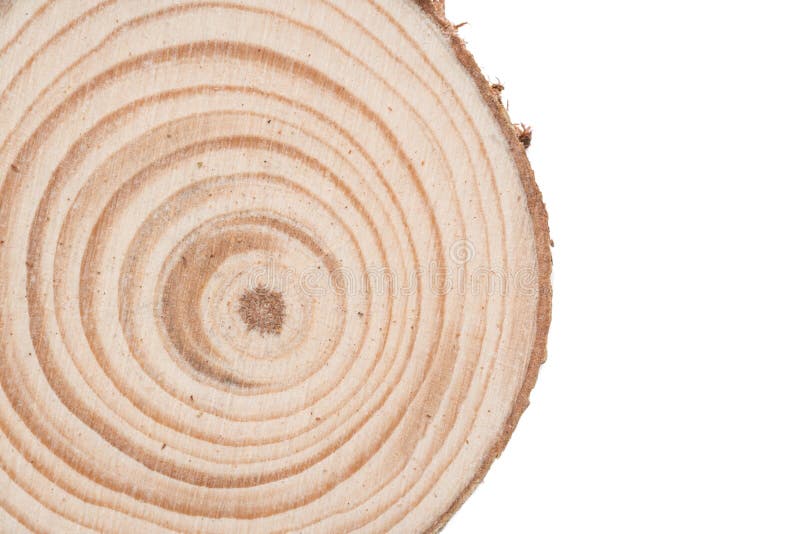 Wooden Tree Cut Surface Isolated on White Stock Image - Image of cross ...