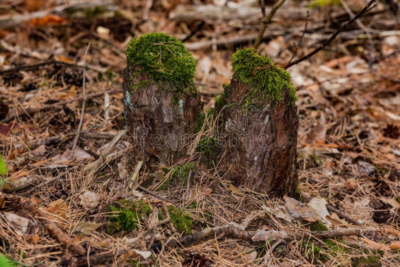 A Wooden Tree Stump Overgrown with Moss Stock Photo - Image of devices ...