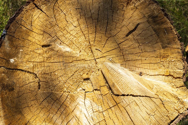 Wooden Tree Stump, Tree Ring Structure. Stock Image - Image of lighting ...