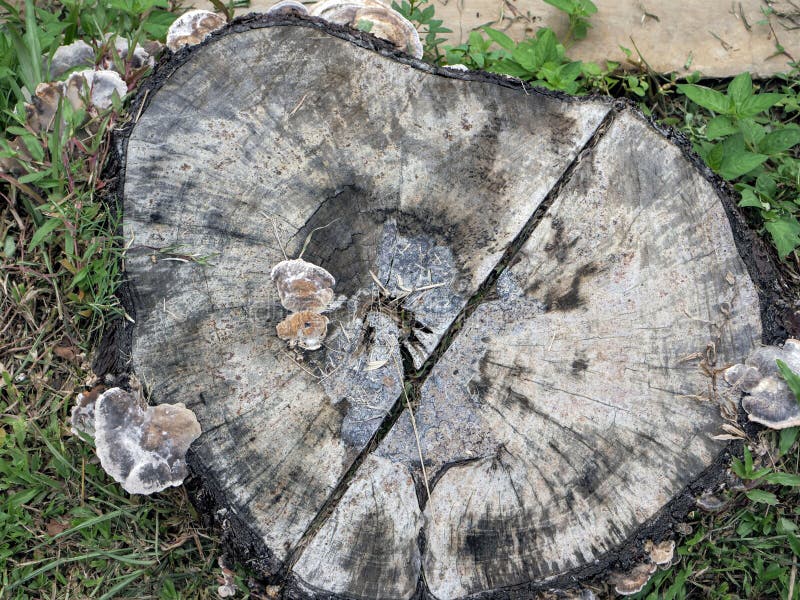 Wooden Tree Stump with Termites on the Ground. Stock Image - Image of ...