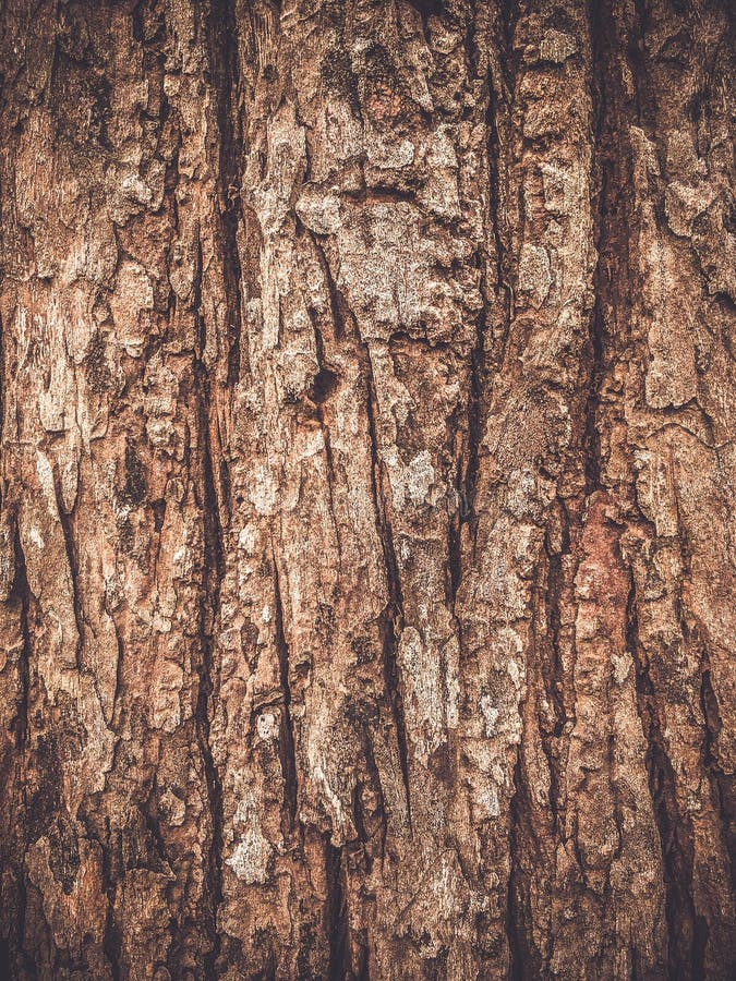 Wooden Tree Texture with Vintage Style Stock Photo - Image of light ...