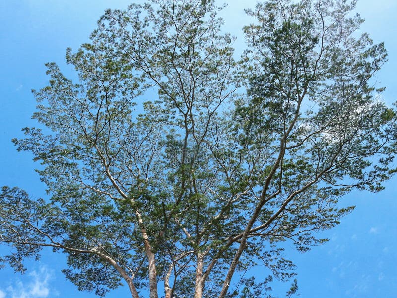 View of Tall Trees with Very Shady Leaves Stock Image - Image of ...