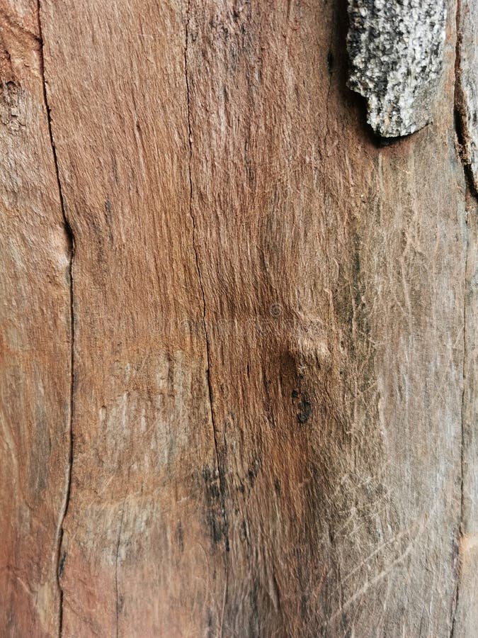 Wooden Trees Texture Live Organic Stock Photo - Image of soil, forest ...