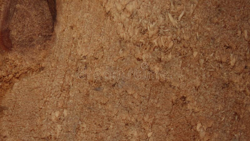 Wooden Trunk of a Deciduous Tree in Cross Section Stock Footage - Video ...