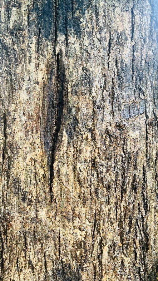 Wooden trunk stock photo. Image of color, environment - 260855956