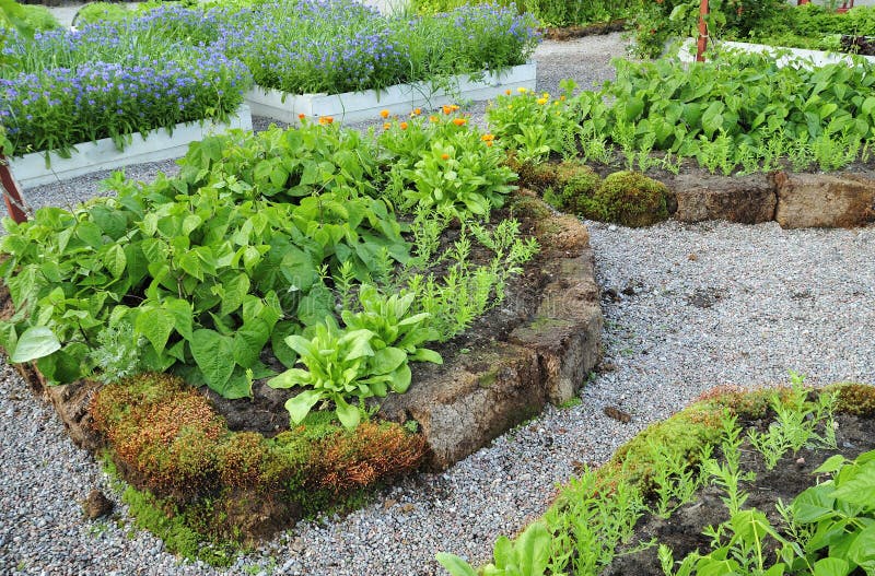 Wooden Vegetable Garden Boxes Stock Image - Image of harvesting ...
