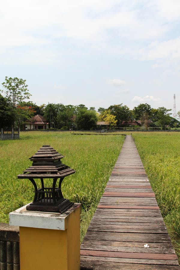Walk Way Leading Over Rice Field Stock Image - Image of country ...