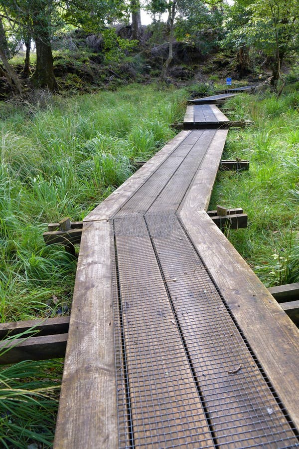 Wooden Walking Path through the Forest in Ireland Stock Photo - Image ...
