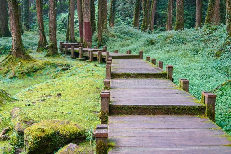 Wooden walking path i stock image. Image of bridge, beautiful - 132360319
