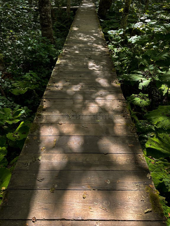 Wooden Walking Path Inside the Park with Spots of Shadows from Tree ...