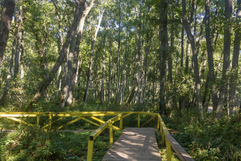 Wooden Walking Paths with Handrails in Woods among the Trees. Eclogy ...