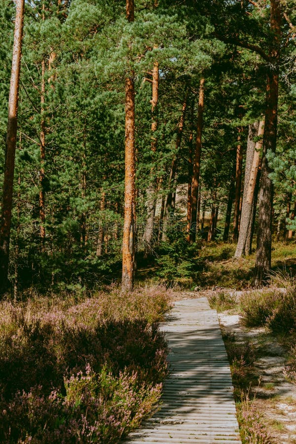 Wooden Walking Trail in a Swamp with Forest Around it Stock Photo ...