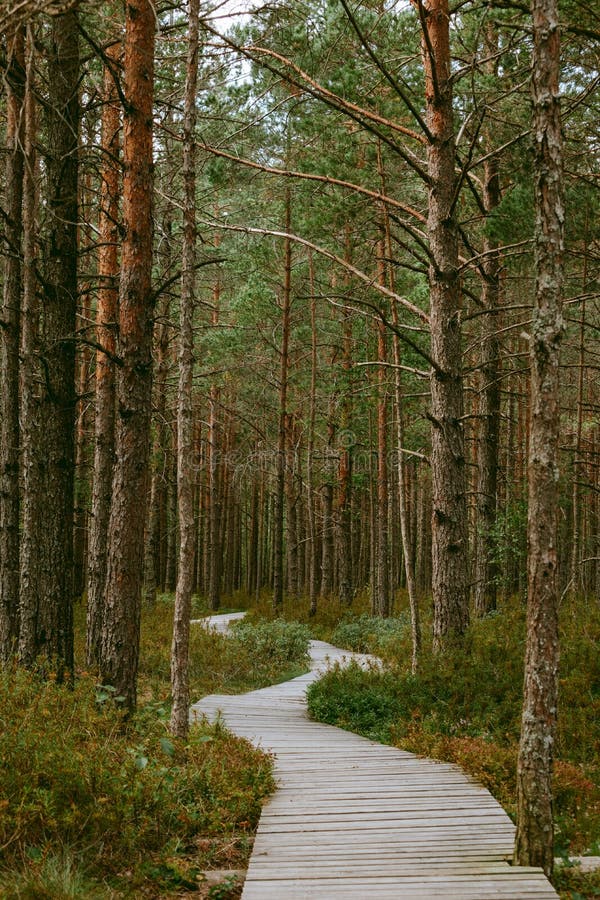 Wooden Walking Trail in a Swamp with Forest Around it Stock Image ...