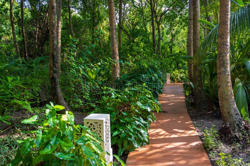 Wooden Walkway in a Dense Tropical Forest Stock Photo - Image of trees ...