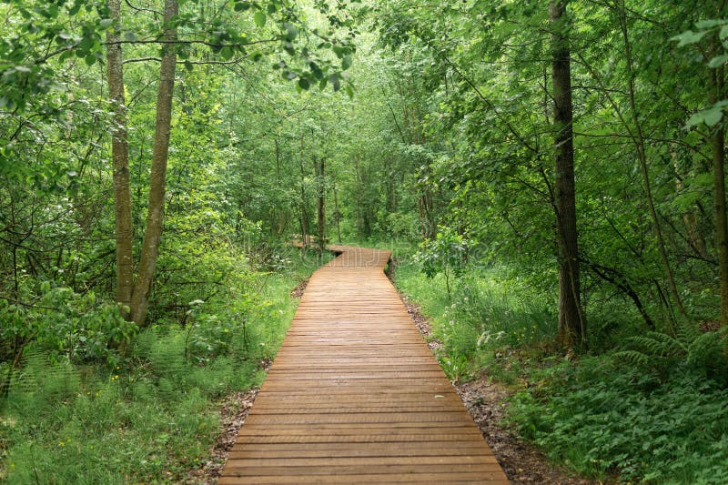 Wooden Walkway on an Educational Nature Trail in the Forest Stock Photo ...