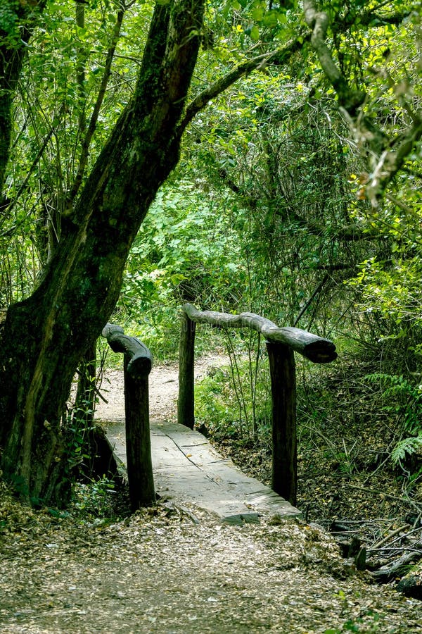Wooden Walkway in the Forest Ion Patagonia Stock Image - Image of ...