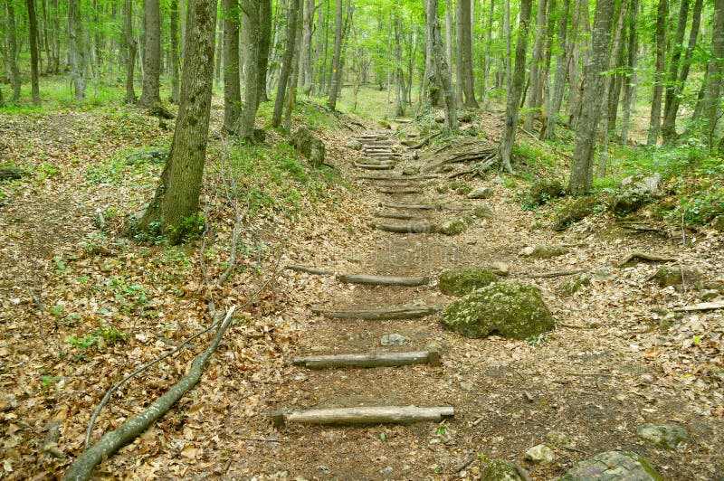 Wooden Walkway into the Forest Stock Photo - Image of forest, nature ...