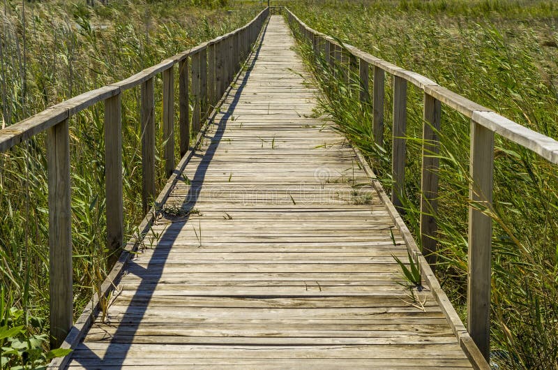 Wooden Walkway Immersed in the Green of the Countryside Stock Image ...