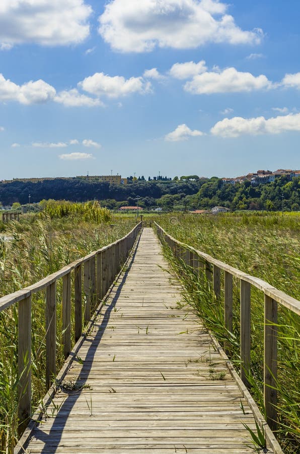 Wooden Walkway Immersed in the Green of the Countryside Stock Image ...