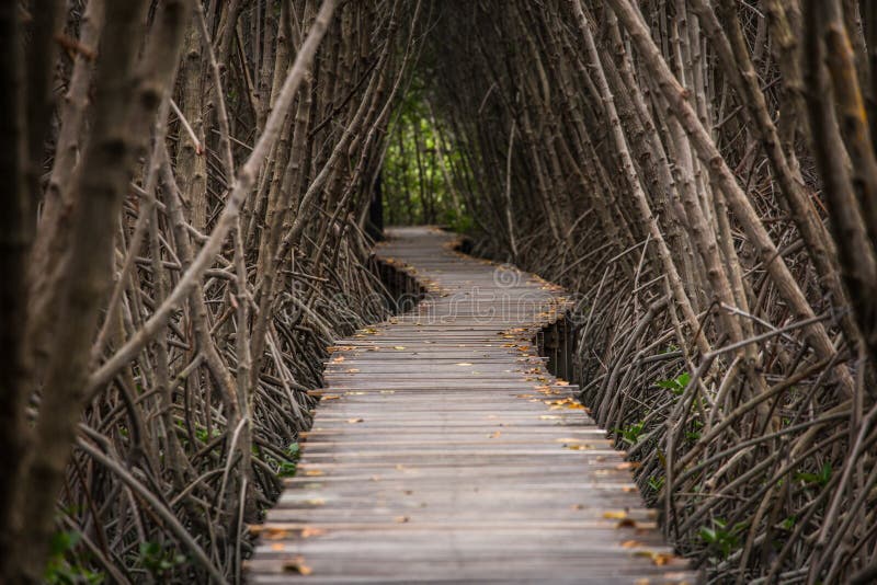Wooden Walkway Inside Mangrove Forest Stock Image - Image of bush ...