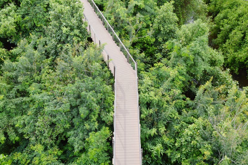 Wooden Walkway for Looking View Over Forest Stock Image - Image of ...