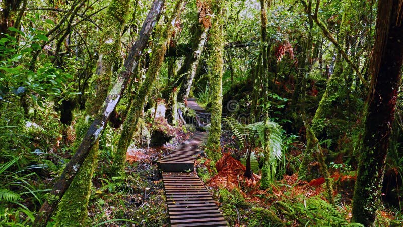 Rainforest Trail Boardwalk in Pacific Rim National Park Stock Image ...