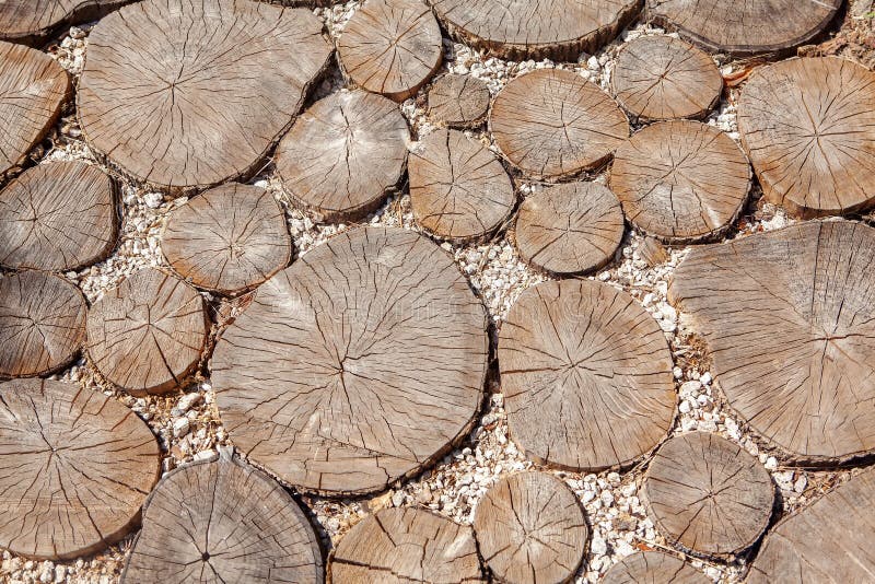 Path of cut round trees stock photo. Image of stacked - 153379704