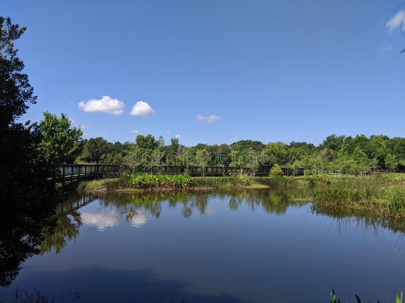 Wooden Walkway and Pond at Nature Park Stock Image - Image of trees ...