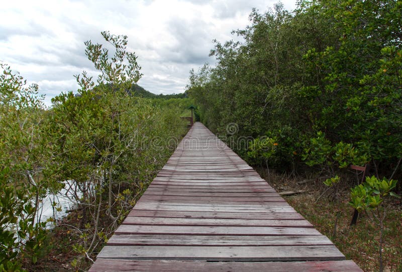 Wooden Walkway To Study Nature Stock Photo - Image of national, hike ...