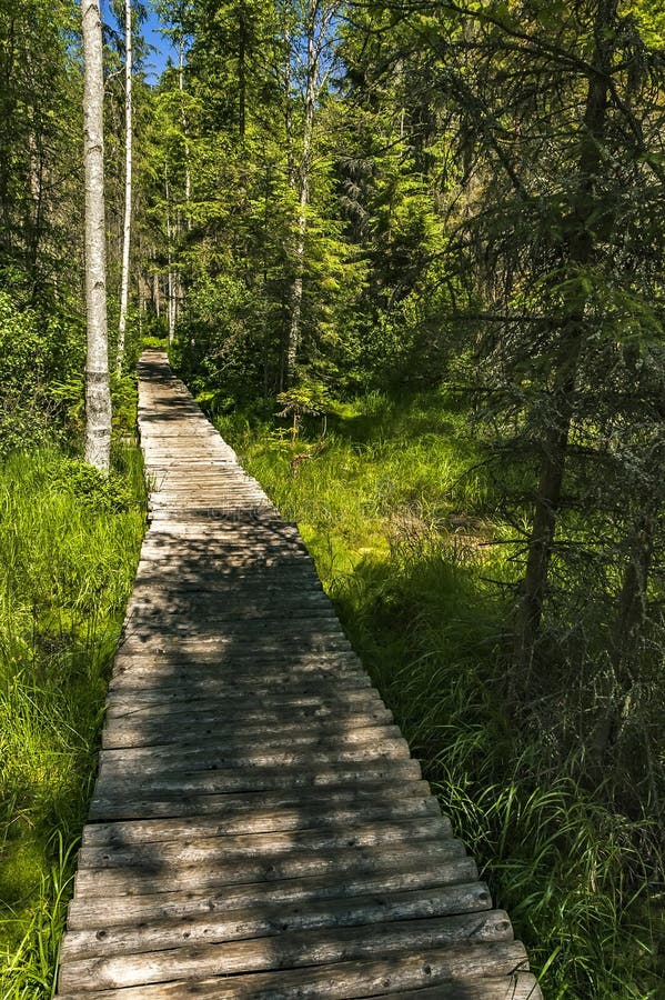A wooden walkway stock image. Image of natural, travel - 84741509