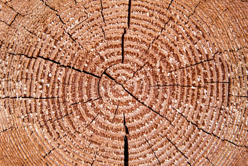 Wooden Wall. Sectioned Log. Texture, Pattern Stock Photo - Image of ...
