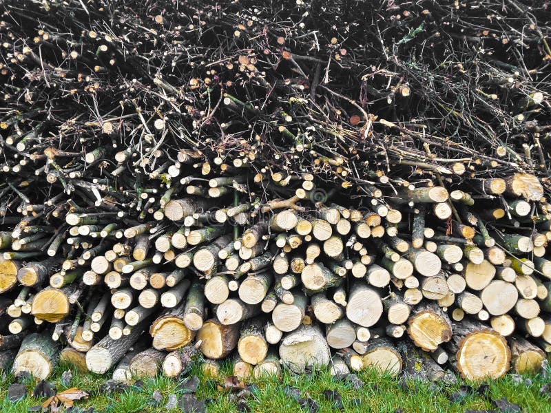 Wooden Wall Tree Trunks Layered Up Wooden Pieces on Grass Stock Photo ...