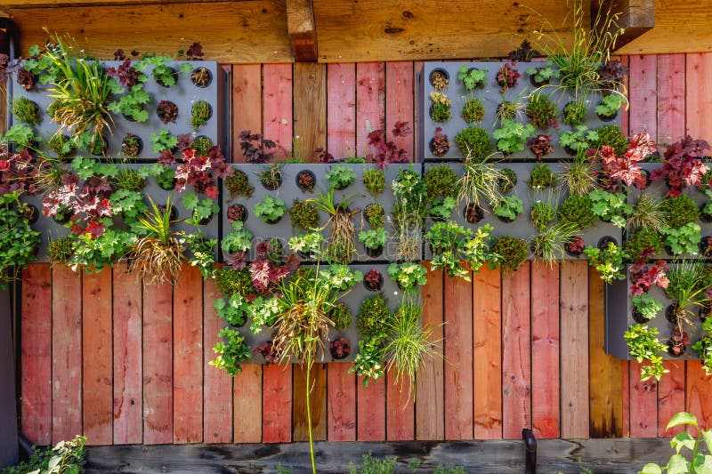 Wooden Wall with Vertical Garden, Eco Friendly Vertical Garden Stock ...
