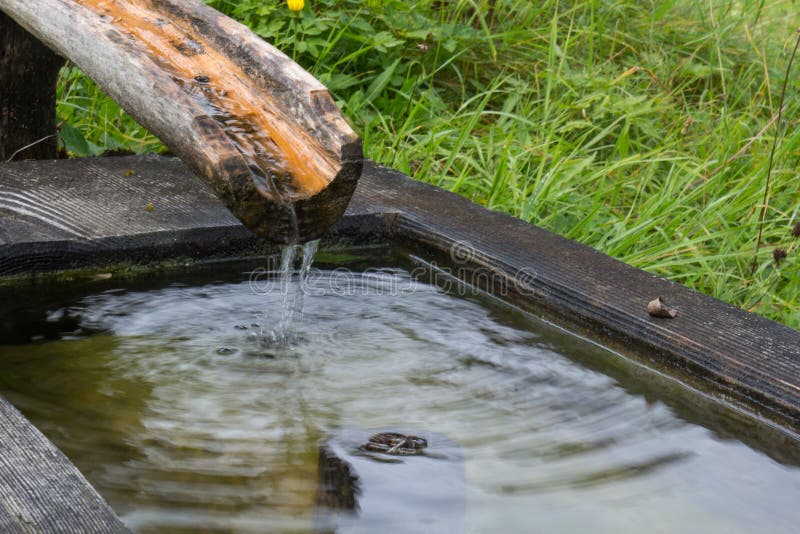 Chive Wingman Pics Stock Photos - Free & Royalty-Free Stock Photos from ...