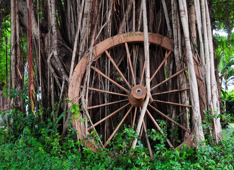 Wooden Wheel Axle and a Tree Stock Image - Image of tree, spindle: 4308465