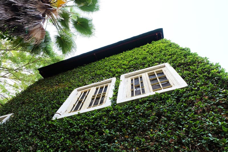 Wooden Window on the Green Wall Stock Photo - Image of creeper, hollow ...