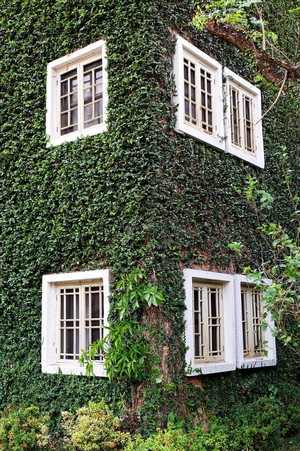 Wooden Window on the Green Wall Stock Image - Image of flora, nature ...