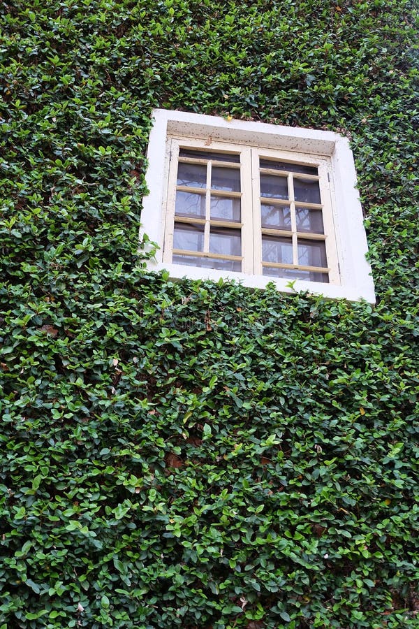 Wooden Window on the Green Wall Stock Photo - Image of decoration ...