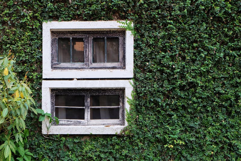 Wooden Window on the Green Wall Stock Photo - Image of creep, frame ...