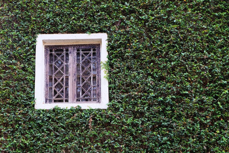 Wooden Window on the Green Wall Stock Image - Image of flora, green ...