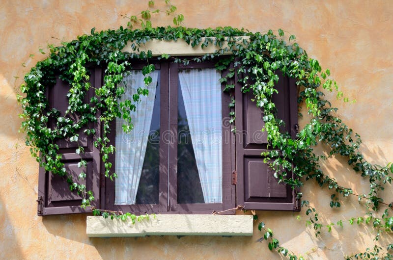 Wooden window with ivy stock photo. Image of country - 26606632