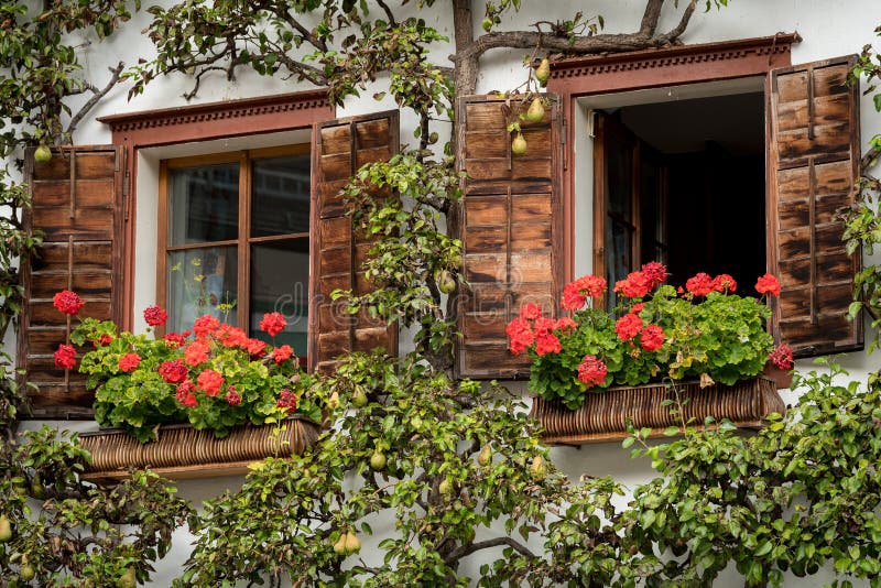 Wooden Windows with Petunia and a Pear Tree in Hallstatt Stock Photo ...