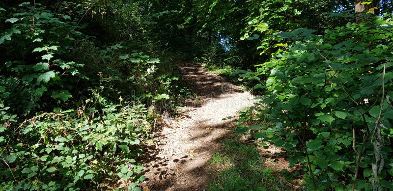 Woodland adventure path stock photo. Image of sunlight - 197114820