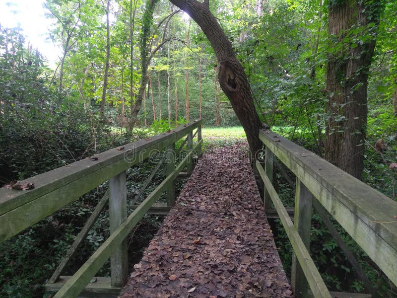 Woodland bridge with tree stock photo. Image of tree - 127876472