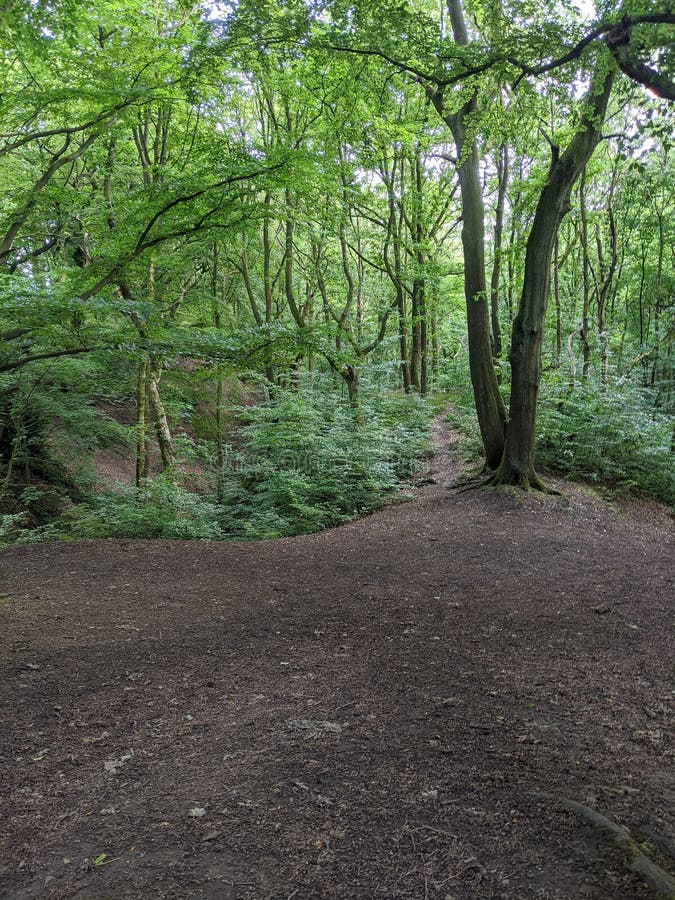 Woodland Clearing in Autumn Beech Forest with Tall Old Trees and Fallen ...