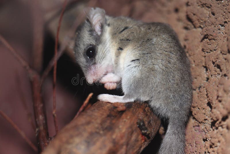 African pygmy mouse stock image. Image of nature, minutoides - 83145295
