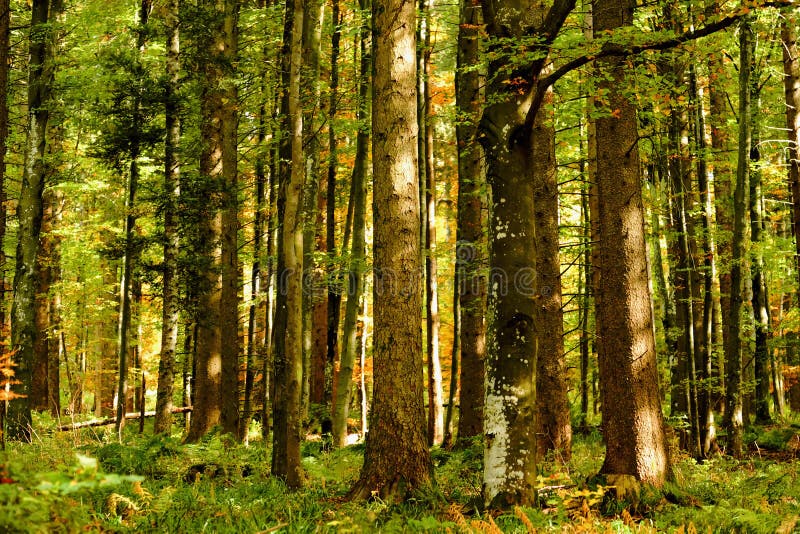 Woodland, Ecosystem, Forest, Temperate Broadleaf and Mixed Forest Stock ...